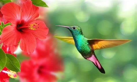 3 espèces protégées et rares à voir en Colombie La faune et la flore