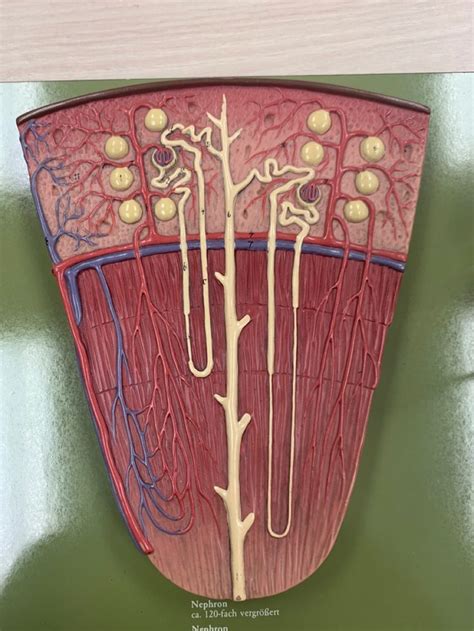 Renal Corpuscle Model