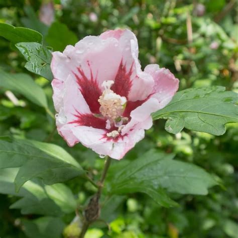 Garteneibisch Hamado Hibiscus Syriacus Hamabo