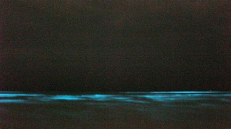 ¡luces En El Mar Disfruta El Fenómeno De Bioluminiscencia En Playas Mexicanas