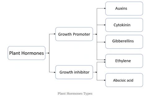 Plant Hormones Functions Types And Diagram