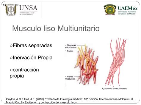Excitación y Contracción del musculo liso Capitulo 8 PPT