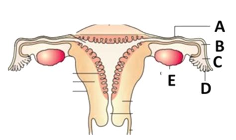 a part responsible for production of ovum b part resposible for t