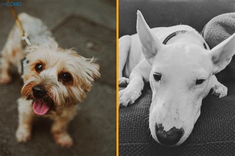15 Razas De Perros Terrier