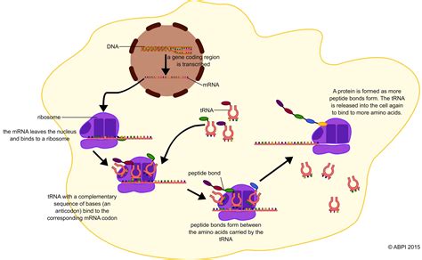 Protein Synthesis Diagram Simple