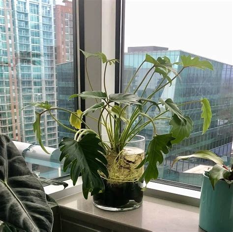 13 Big Leaf Houseplants That Grow In Just Water Best Mystic Zone