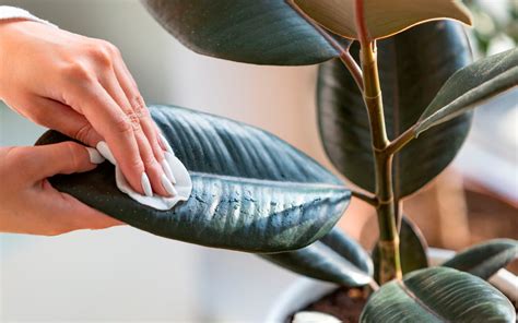 Limpiar Las Hojas De Las Plantas Hojas Sanas Y Libres De Polvo
