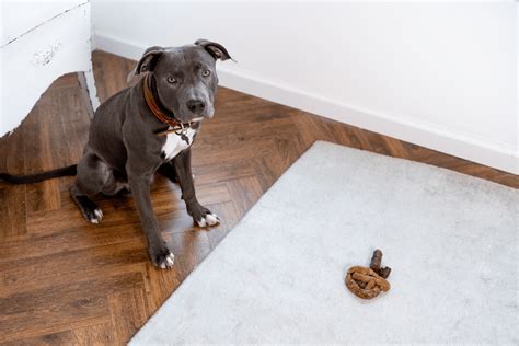 Qué dice la caca de tu perro sobre su salud Gublog