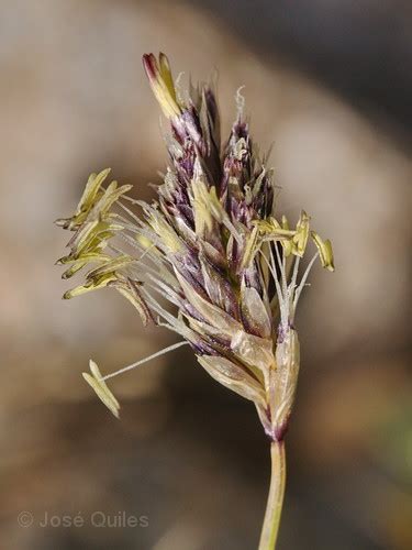Sesleria Albicans