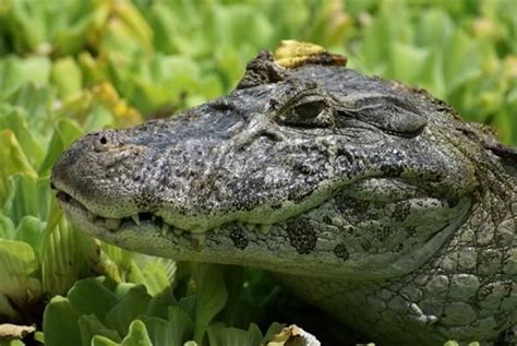 Jacaré de Papo Amarelo Caiman latirostris é um jacaré típico da
