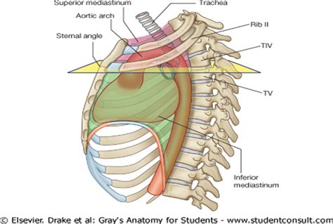 Xiphoid Process Vertebral Level
