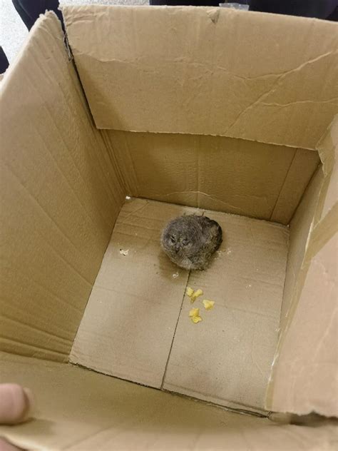 热心救助猫头鹰幼崽给他们点赞 青岛理工大学理学院