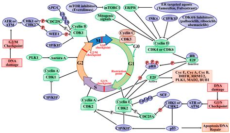 IJMS Free Full Text The Roles Of Cyclin Dependent Kinases In Cell