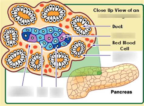 Pathology Of The Endocrine Pancreas Diagram Quizlet