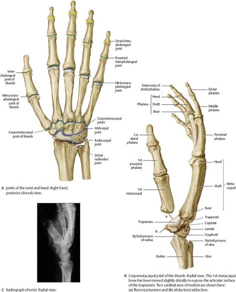 Wrist Hand Atlas Of Anatomy In 2020 Anatomy Hand Anatomy Wrist