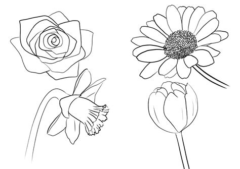 Comment Dessiner Une Fleur Blog Dessindigo
