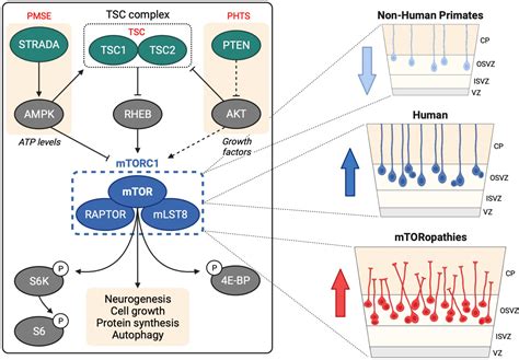 Frontiers Mechanistic Target Of Rapamycin Signaling In Human Nervous