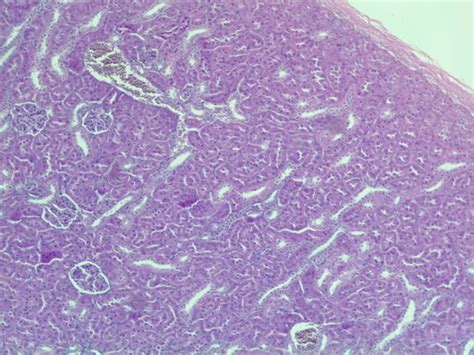 Urinary System Histology Flashcards Quizlet