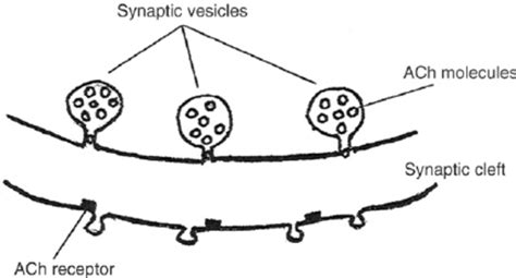 Illustration Of The Synaptic Cleft ACh Is Released Simultaneously From
