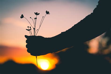 Flowers On The Sunset Wallpapers Wallpaper Cave