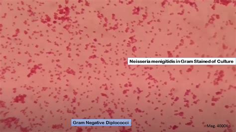Atlas Of Bacteria Introduction And List Of Bacteria And Related Features