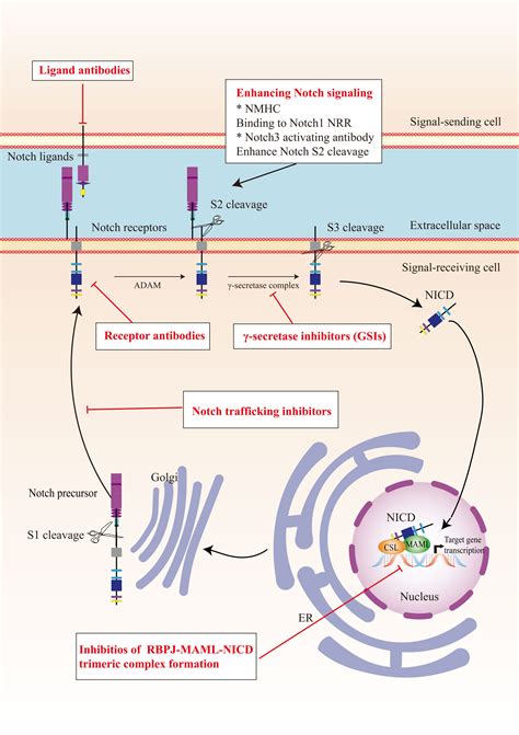 Frontiers Notch Signaling Hypoxia And Cancer