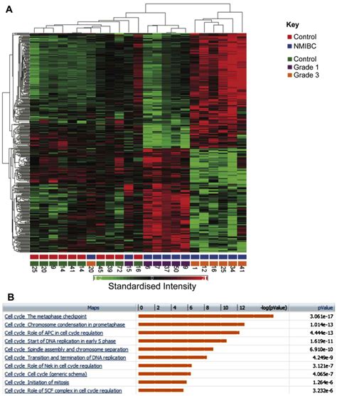 Gene Expression Profiling In Bladder Cancer Identifies Potential