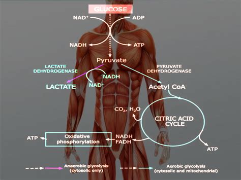 Figure Anaerobic Glycolysis Image Courtesy O Chaigasame Statpearls
