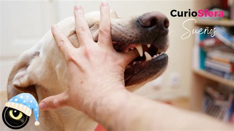 Por qué un perro te muerde la mano Descubre su significado aquí