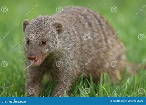 D Placement En Afrique Rencontrer Les Animaux F Roces Photo Stock