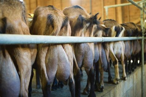 Pin On Goat Health Maintenance