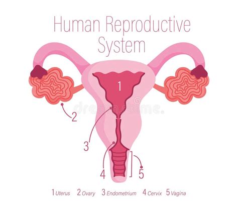 Human Reproductive System Male And Female Genitals Stock Vector