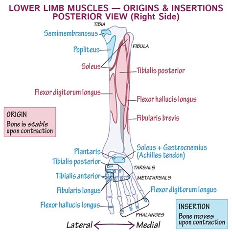 Gross Anatomy Glossary Origins Insertions Lower Extremity