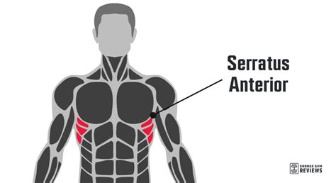 Serratus Anterior Exercises Garage Gym Reviews