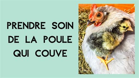 Poule Qui Couve Que Faire Poules Au Jardin