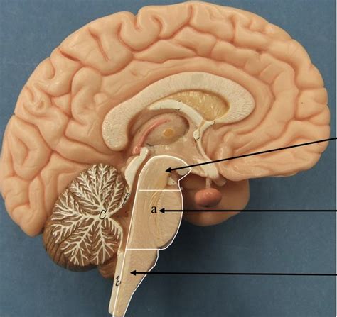 Brain Medial Structures Of The Brainstem Diagram Quizlet