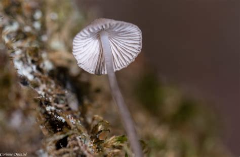 Jupon Corinne Du Fimarcon Flickr
