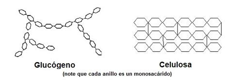 Polisacáridos qué son características estructura clasificación