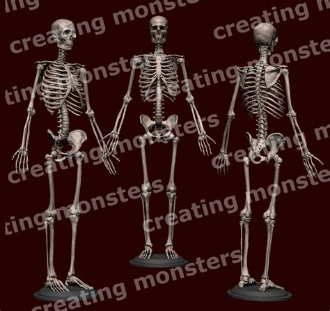 Total 66 Imagen Modelo De Esqueleto Humano Abzlocal Mx