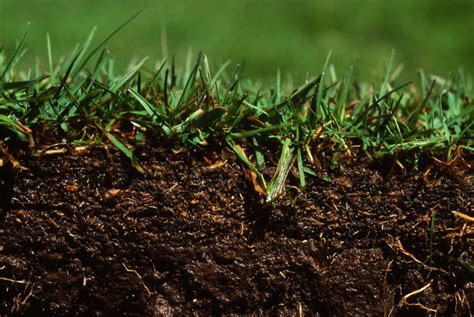 GreenPal Insights How To Turn Your Lawn Into A Garden Sample