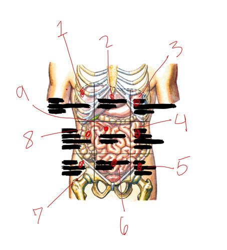 Abdominal Regions Flashcards Quizlet