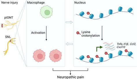 Frontiers Involvement Of Histone Lysine Crotonylation In The