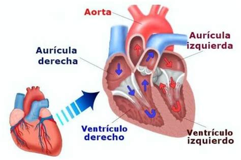 Pakist N Separaci N Turbina Funciones De Las Partes Del Aparato