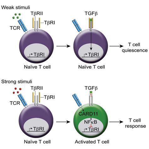 t cell receptor regulated tgf β type i receptor expression determines t cell quiescence and