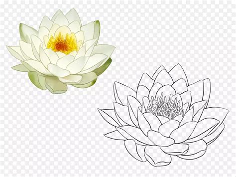 手绘莲花PNG图片素材下载 图片编号7282469 PNG素材网