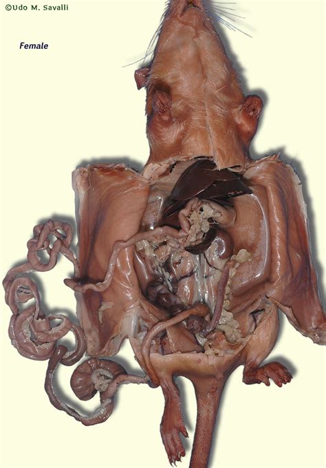 Rats Anatomy Anatomical Charts Posters