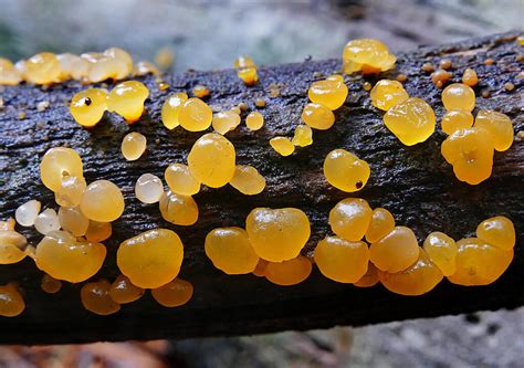 32 Weird Wonderful Fungi Mushroom Pictures The Photo Argus
