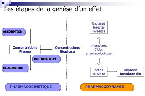 PPT Relations pharmacocinétique pharmacodynamie Introduction Alain