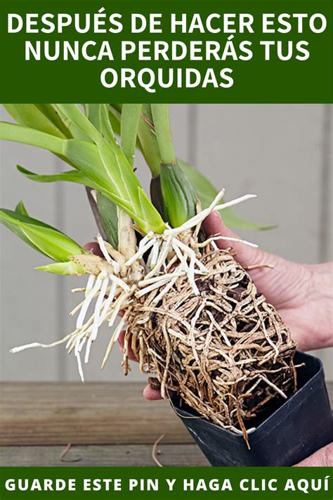 Quieres aprender a cultivar orquídeas Haga clic en la imagen