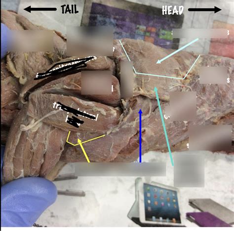 Mink Muscles Diagram Quizlet